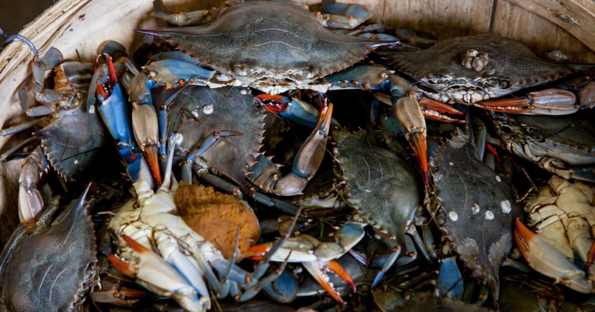 Il Granchio Blu nel Mediterraneo: un'invasione che minaccia ecosistema ...